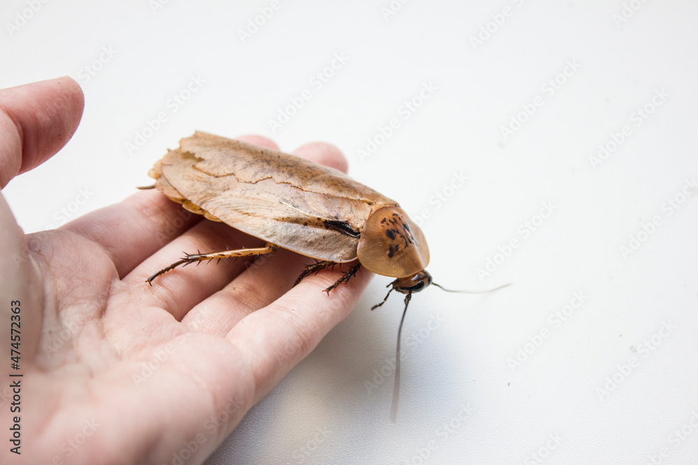 Foto Stock Archimandrita tesselata is one of the species of South ...