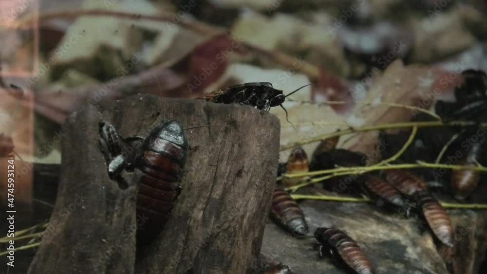 Madagascar hissing cockroaches in terrarium. Gromphadorhina portentosa ...