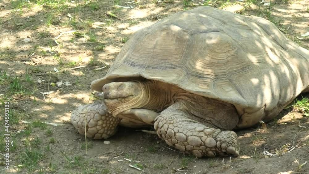 turtle: African spurred tortoise walking on the grass. Centrochelys ...