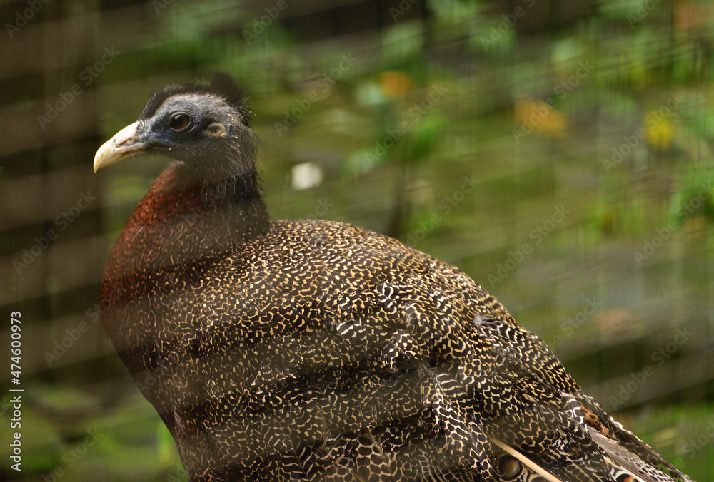Argusianus argus, The great argus is a species of pheasant from ...