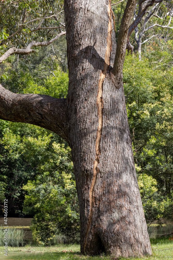 Scar on the bark of a large gum tree as the result of a lightning ...