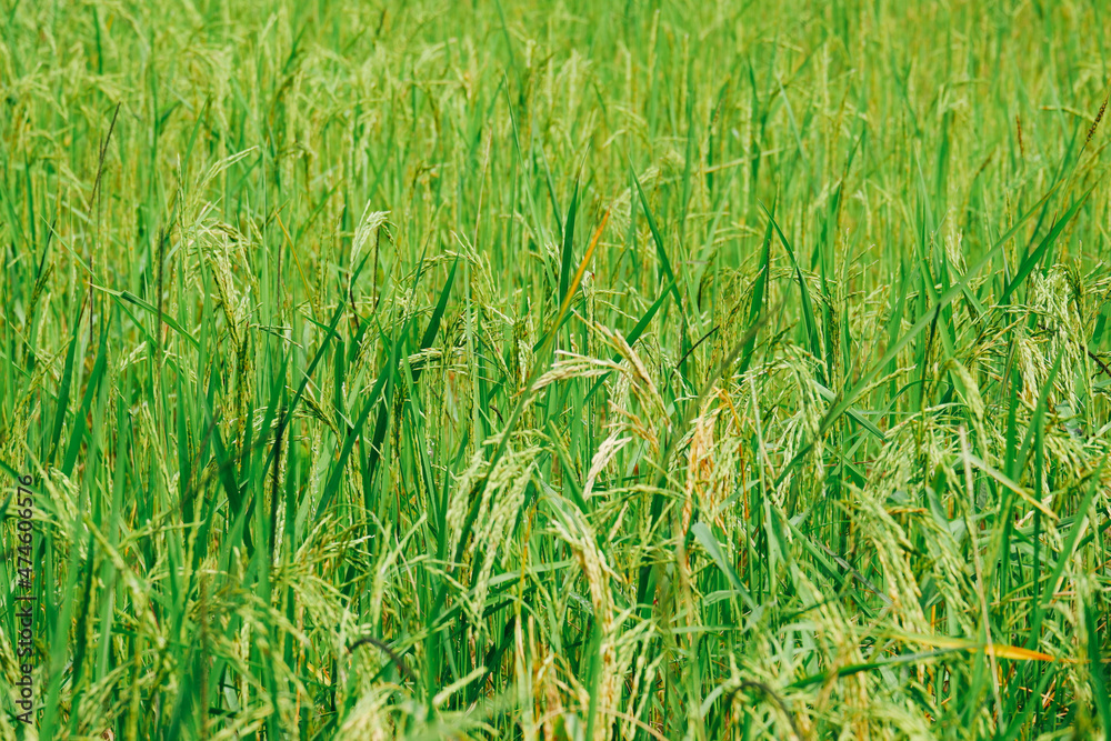 Rice planting, rice grains are already ripe. Stock Photo | Adobe Stock