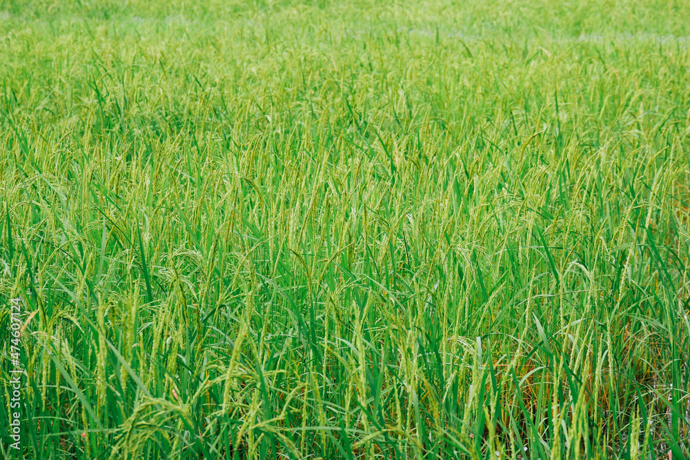 Rice planting, rice grains are already ripe. Stock Photo | Adobe Stock