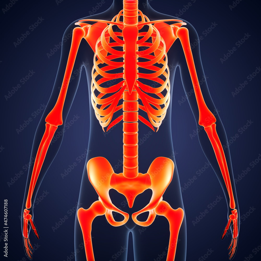 Human Skeleton System Bone Joints Anatomy Stock Illustration | Adobe Stock