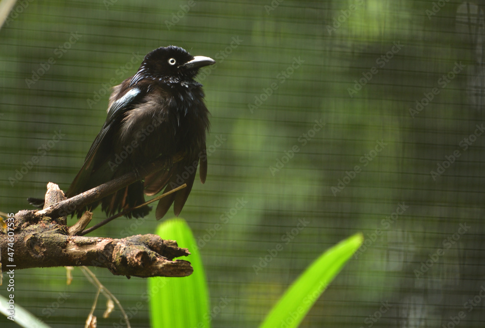 Dicrurus macrocercus, The black drongo is a small Asian passerine bird ...