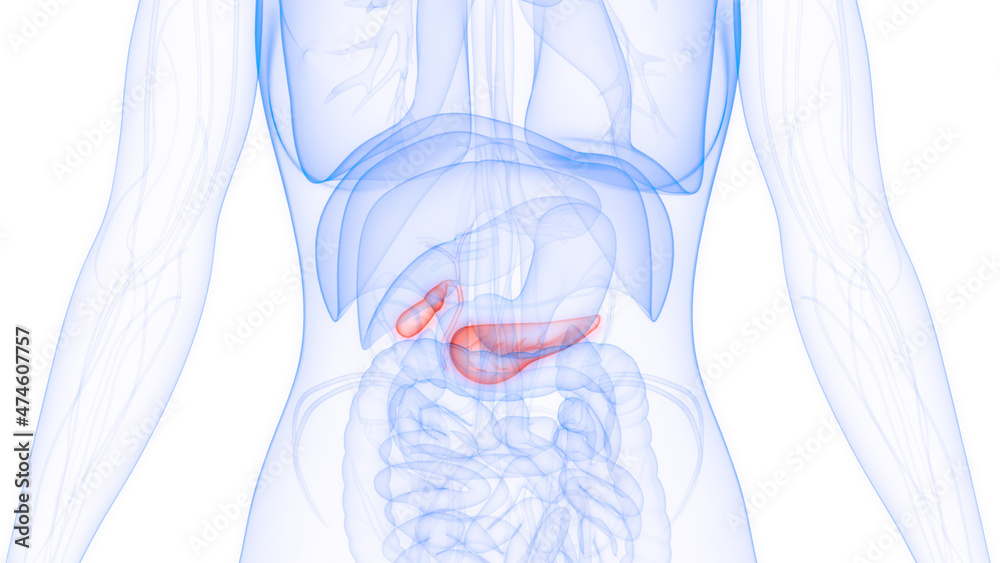 Human Internal Organs Pancreas with Gallbladder Anatomy Stock ...