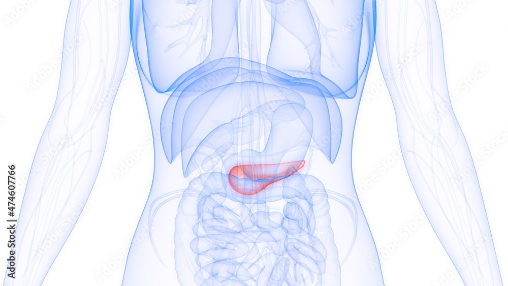 Human Internal Organ Pancreas Anatomy Stock Illustration | Adobe Stock
