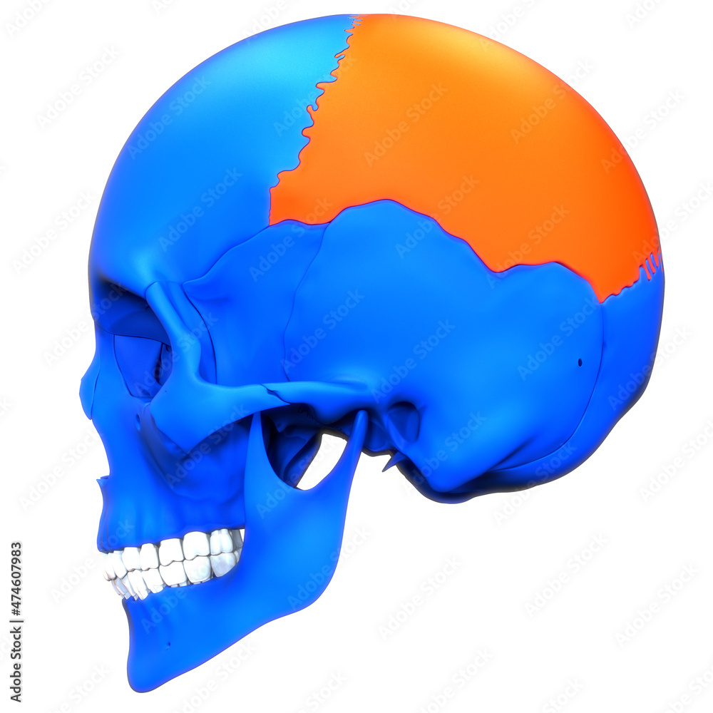 Human Skeleton System Skull Bone Parts Parietal Bone Anatomy Stock ...