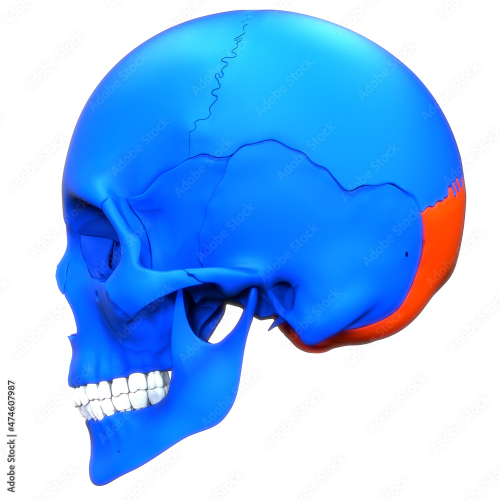 Human Skeleton System Skull Bone Parts Occipital Bone Anatomy Stock ...
