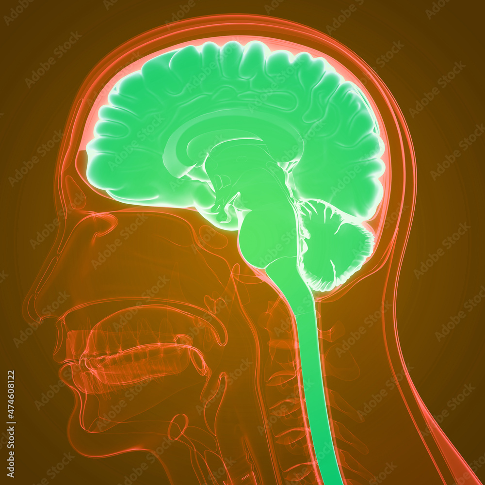 Central Organ of Human Nervous System Brain Anatomy Stock Illustration ...