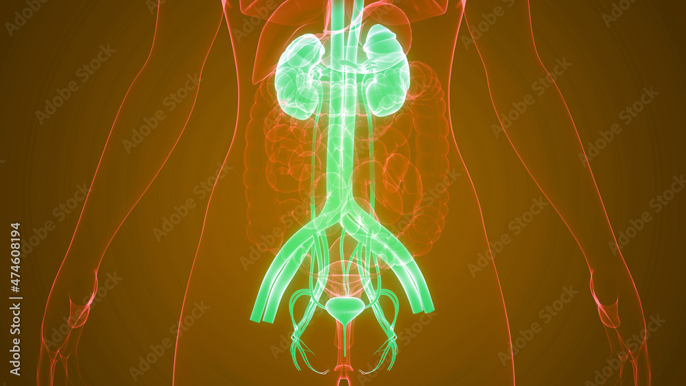 Human Urinary System Kidneys with Bladder Anatomy Stock Illustration ...