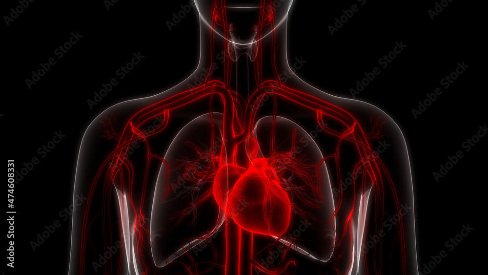 Human Circulatory System Heart Anatomy Stock Illustration | Adobe Stock