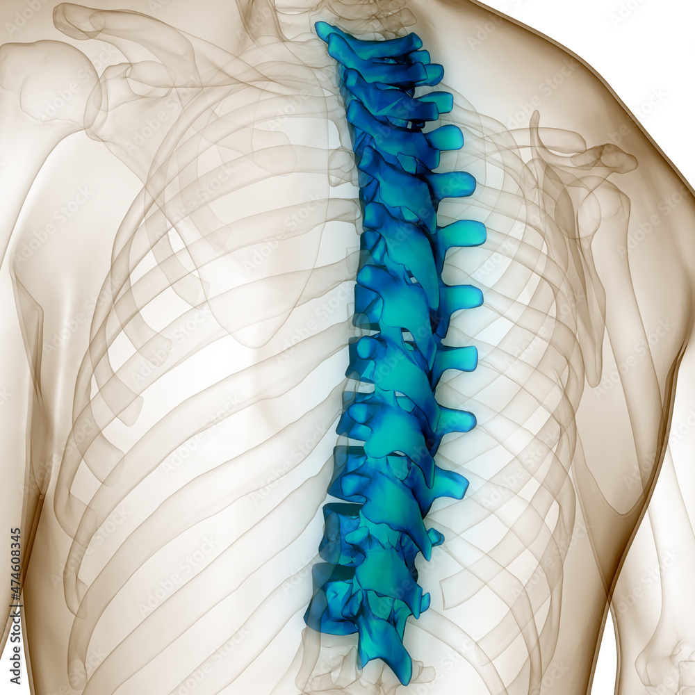 Spinal Cord Vertebral Column Thoracic Vertebrae of Human Skeleton ...
