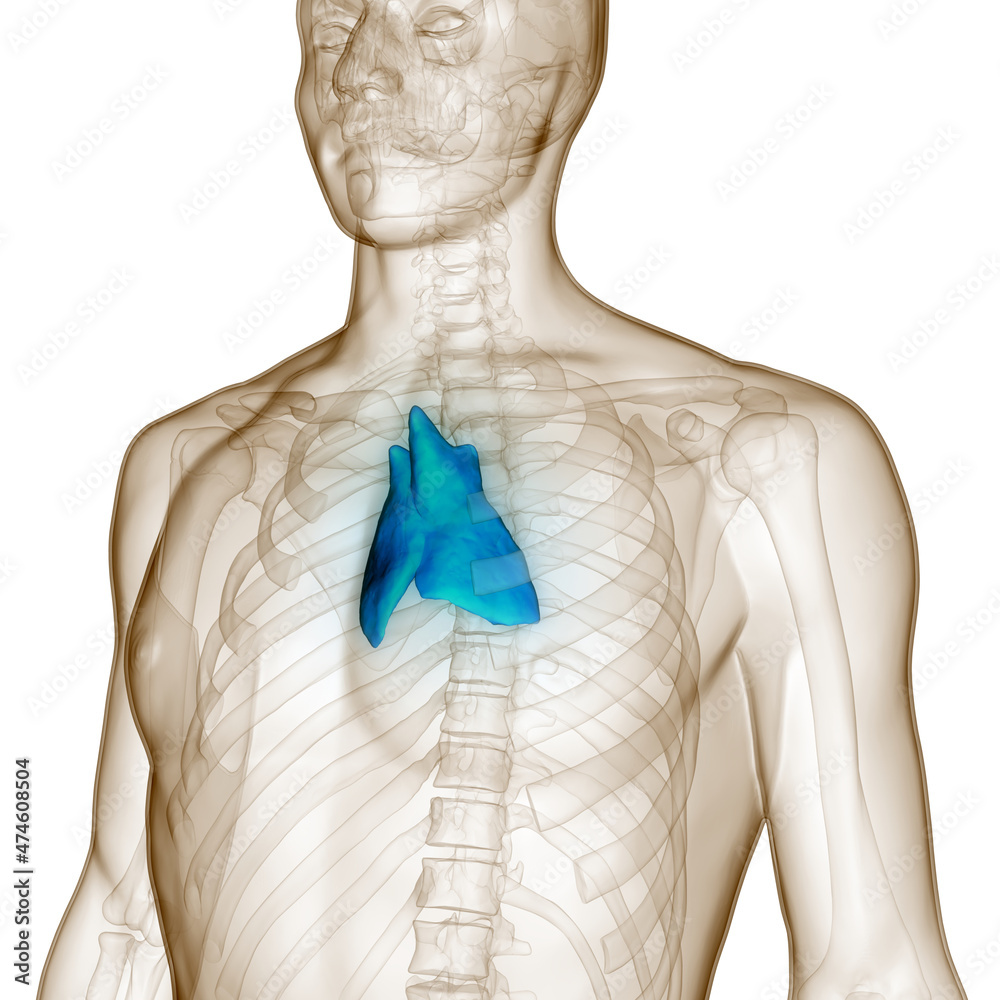 Human Glands Thymus Gland Anatomy Stock Illustration | Adobe Stock
