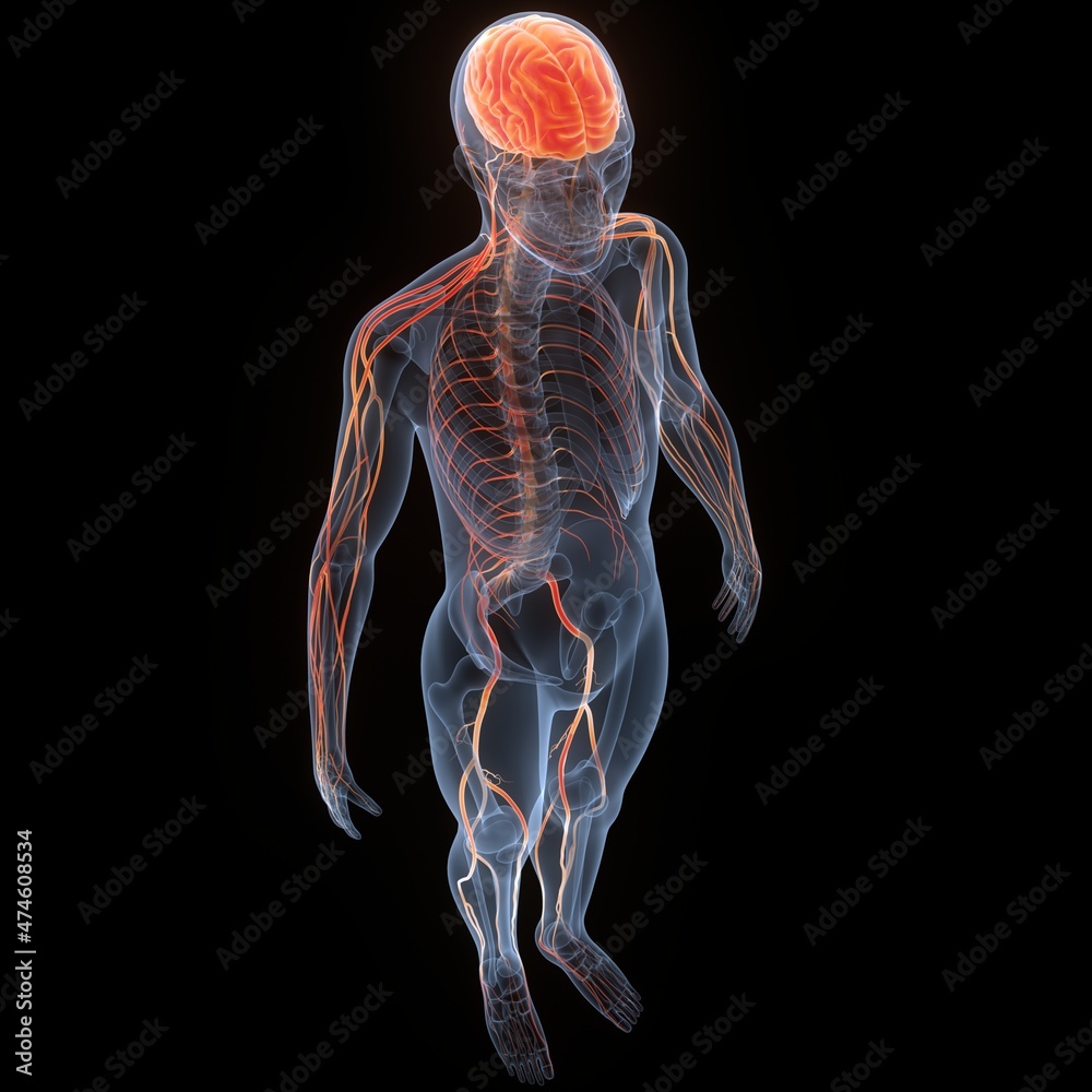 Central Organ of Human Nervous System Brain Anatomy Stock Illustration ...