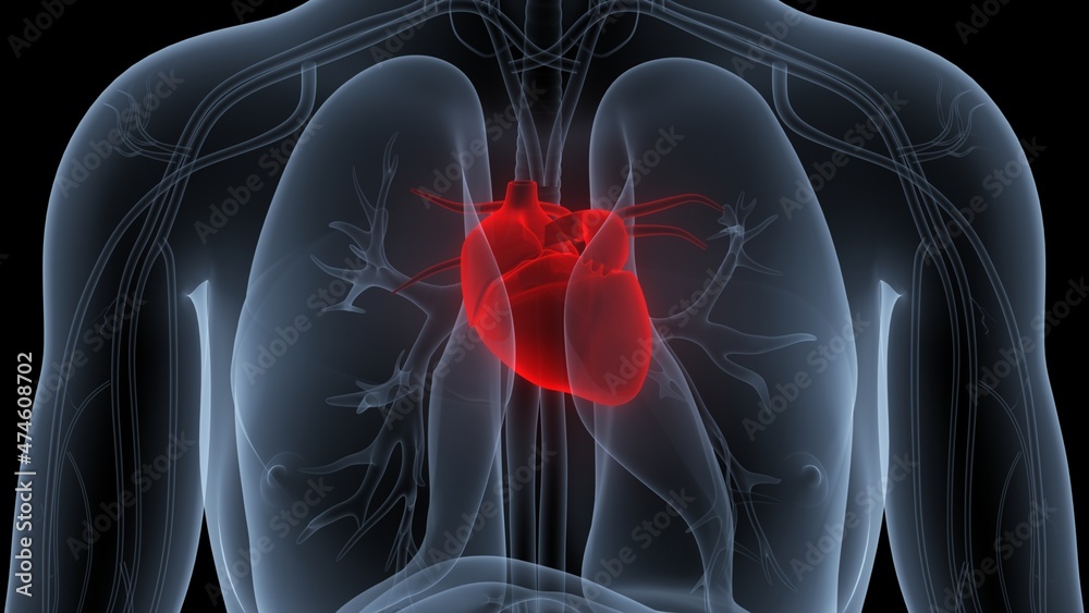 Human Circulatory System Heart Anatomy Stock Illustration | Adobe Stock