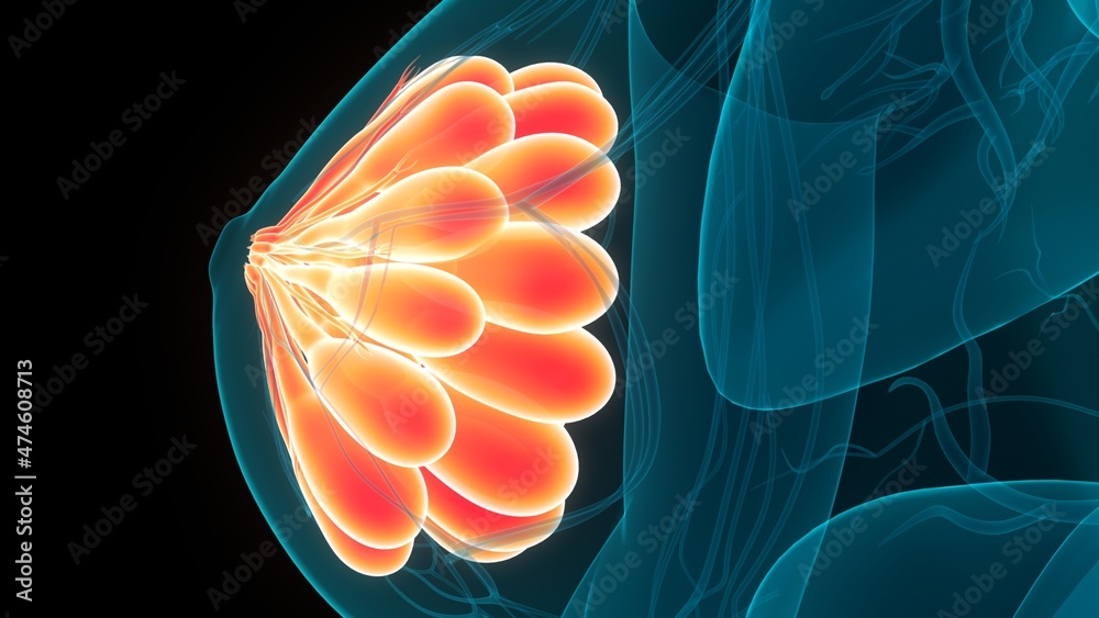 Female Internal Organs Mammary Glands Anatomy Stock Illustration ...
