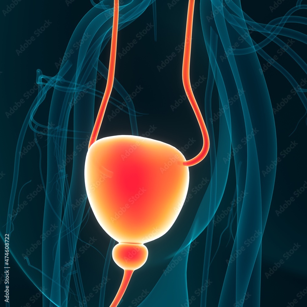 Human Urinary System Bladder Anatomy Stock Illustration | Adobe Stock