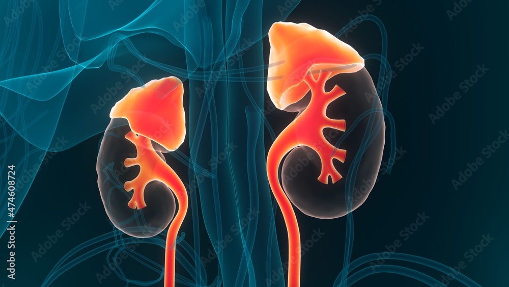 Human Urinary System Kidneys Anatomy Stock Illustration | Adobe Stock