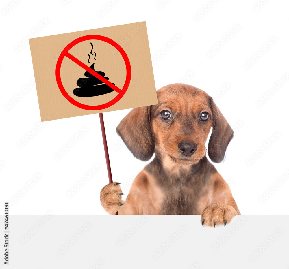 Dachshund puppy holds sign "no dog poop" above empty white banner ...
