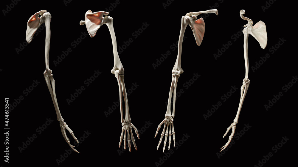 Complete Upper Extremity Skeletal Anatomy Stock-Illustration | Adobe Stock