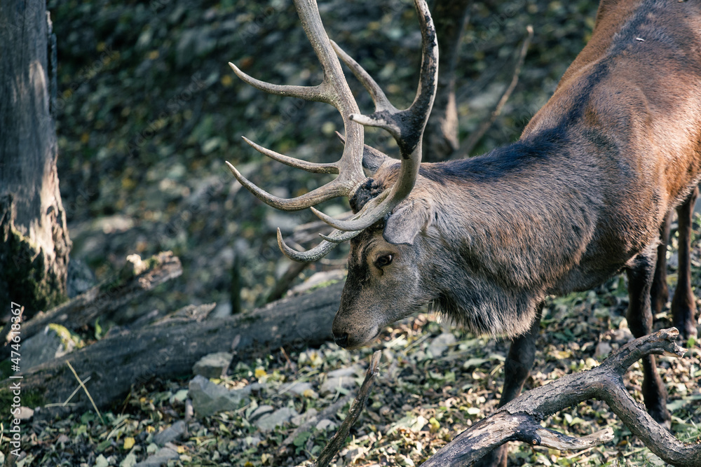 Brown male noble deer with big horns in captivity wildlife reserve ...