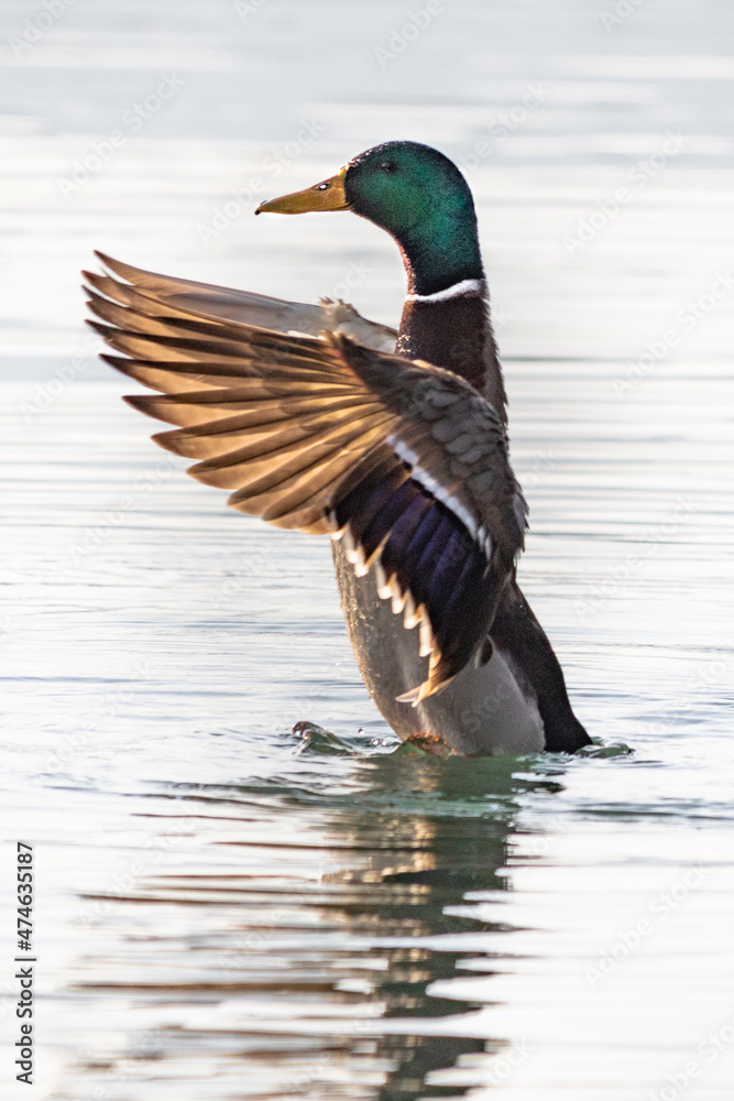 happy mallard duck dancing, standing up on the lake, wings wide open ...