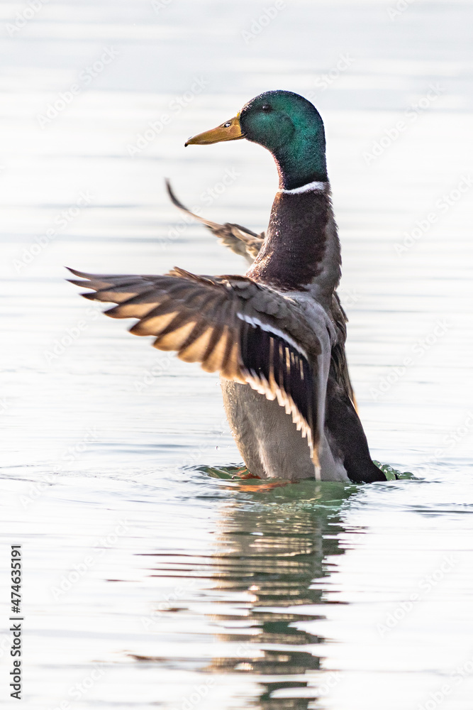 happy mallard duck dancing, standing up on the lake, wings wide open ...