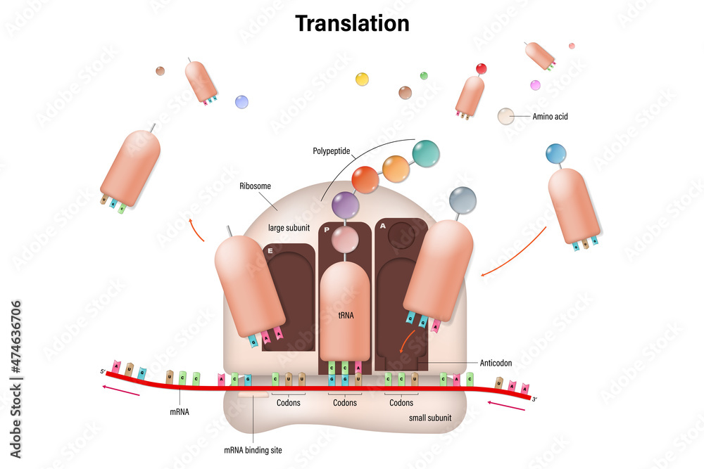 Diagram of translation in prokaryotic cell. mRNA. Ribosome. tRNA ...