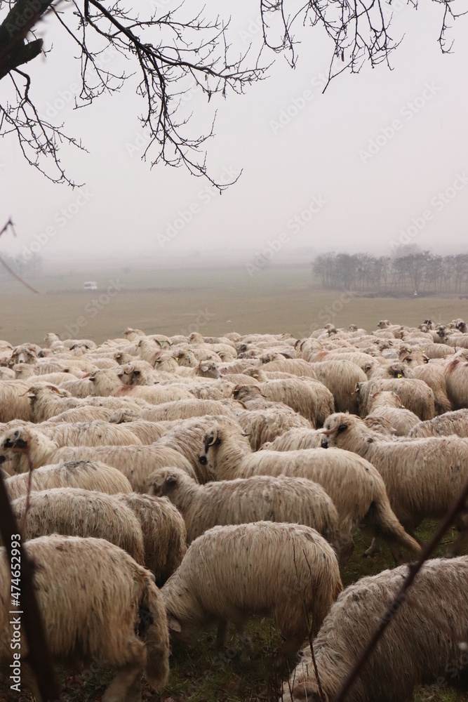 transhumance, flock of sheep, rainy day in December, flock of sheep in ...
