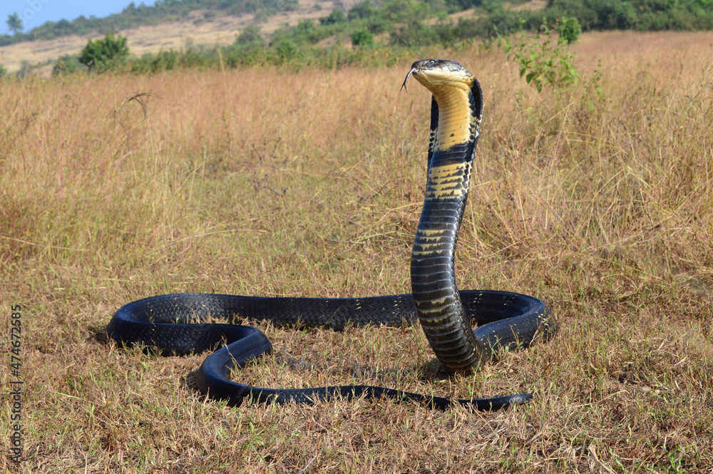 King cobra, Ophiophagus hannah is a venomous snake species of elapids ...