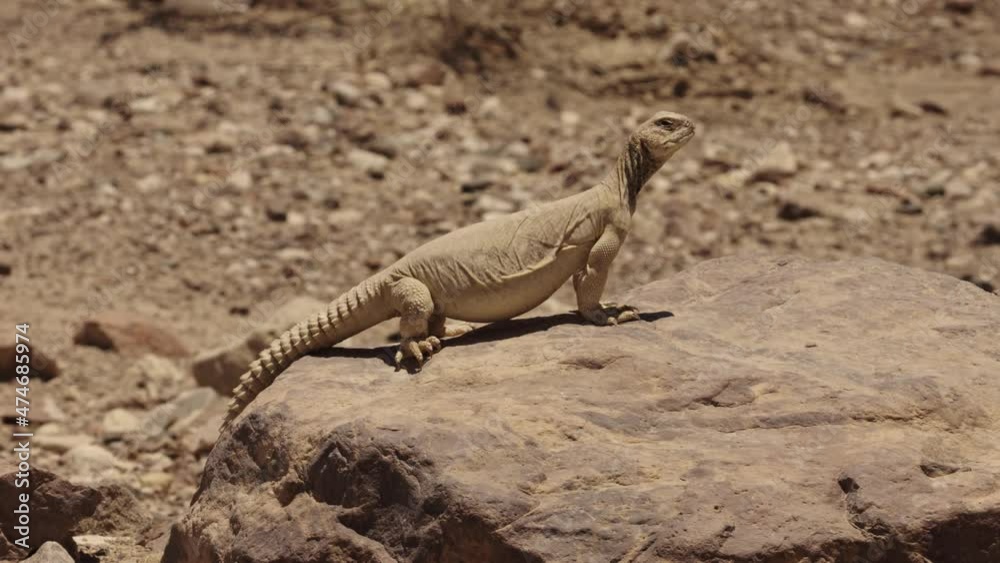 Egyptian spiny-tailed lizard (Uromastyx aegyptia) Standing and looking ...