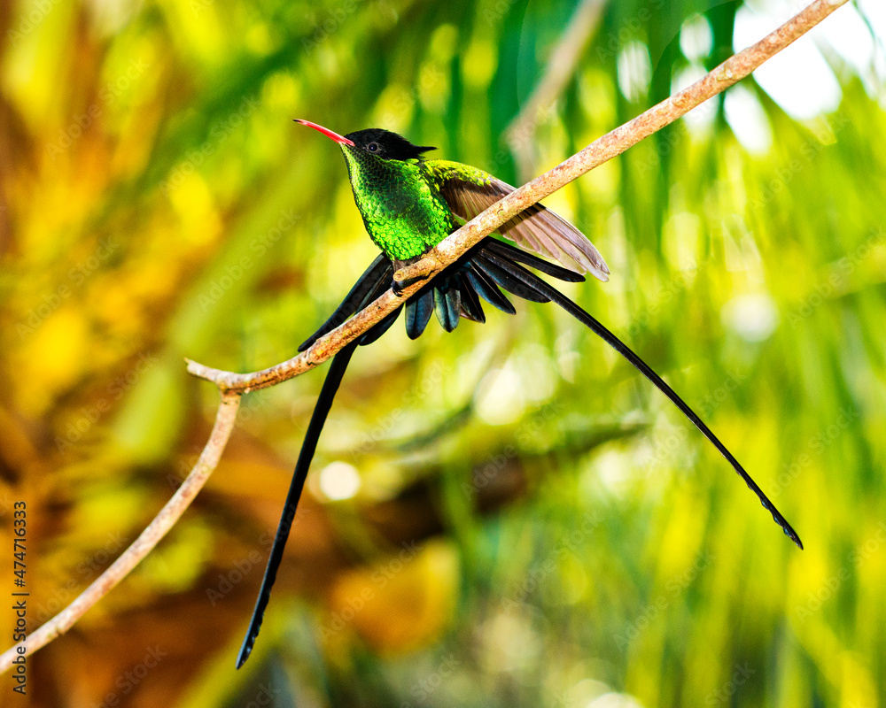 A male Red-billed Streamertail Hummingbird perches on a branch in his ...