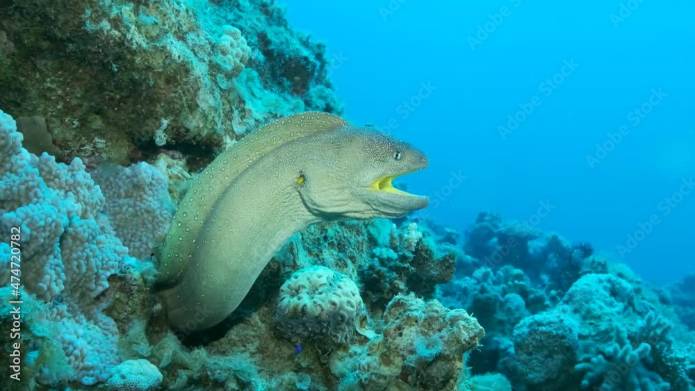 Moray peeks out of its hiding place on blue water background. Yellow ...