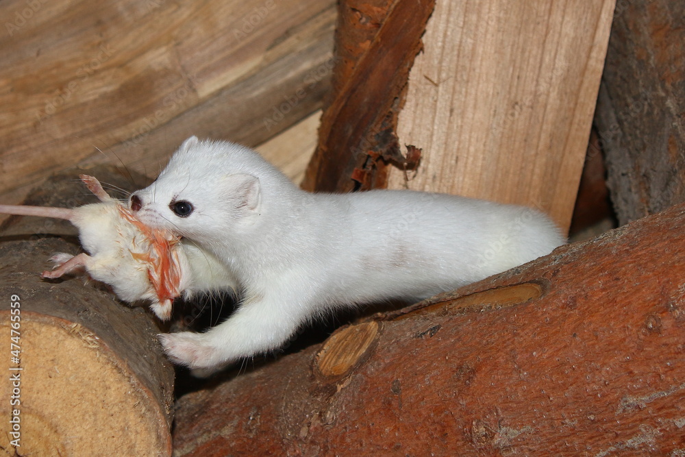 White Stoat Pet