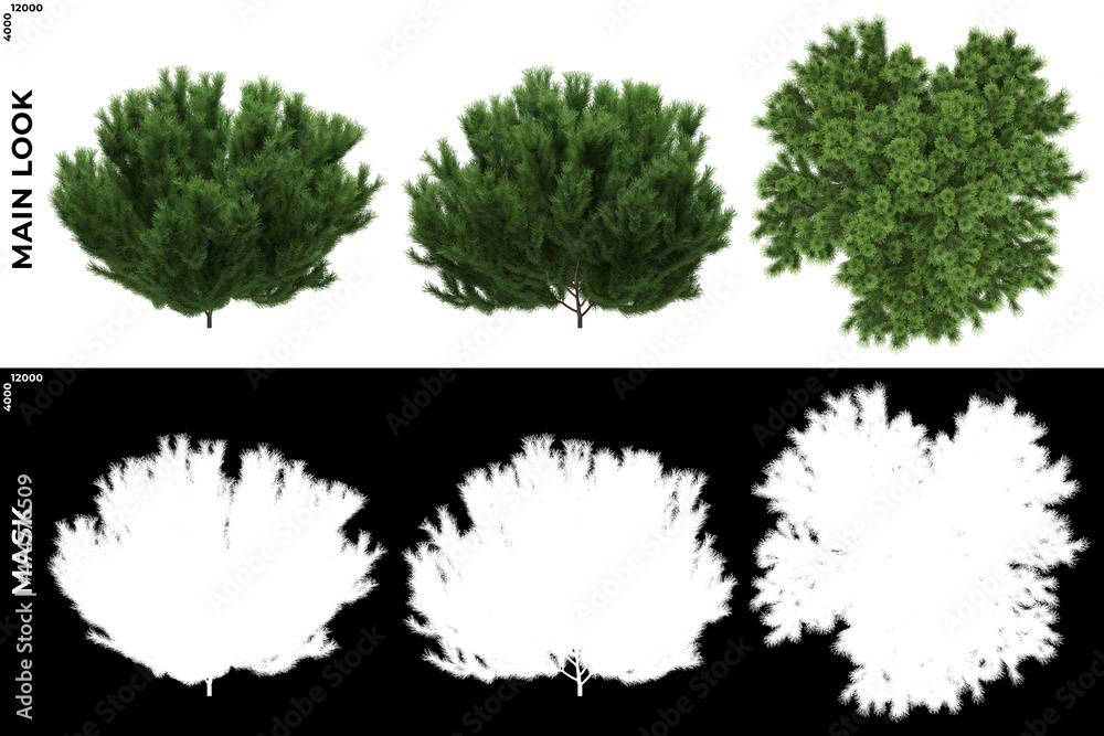 3D Rendering of Front, Left and Top view of Tree (Pinus Sylvestris ...
