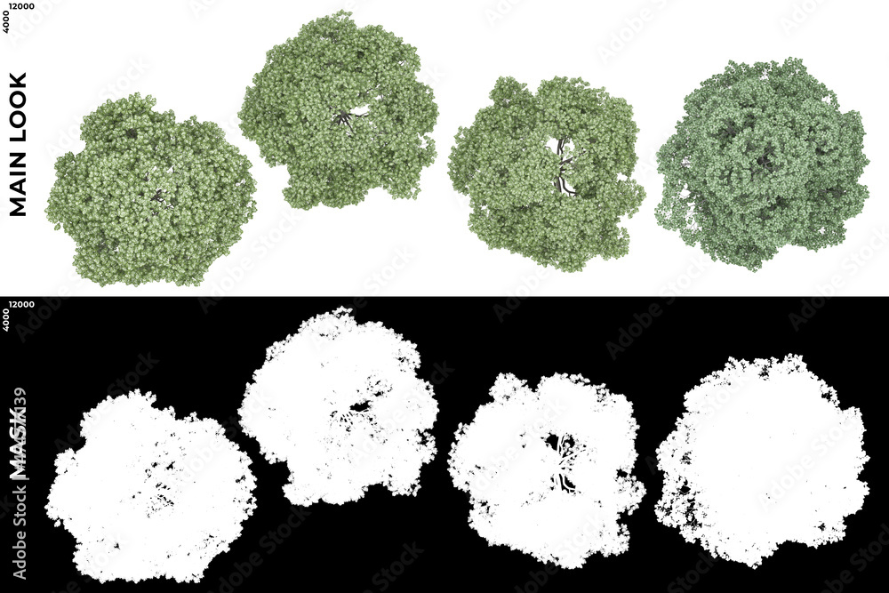 3D Rendering Top view of Trees (Generic) with alpha mask to cutout and ...