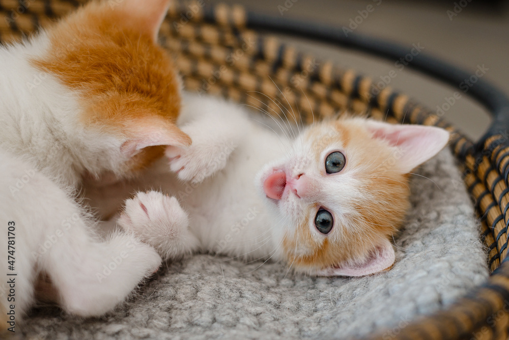 Foto de bébé chat roux tigré aux yeux bleus regarde l'objectif et tire ...
