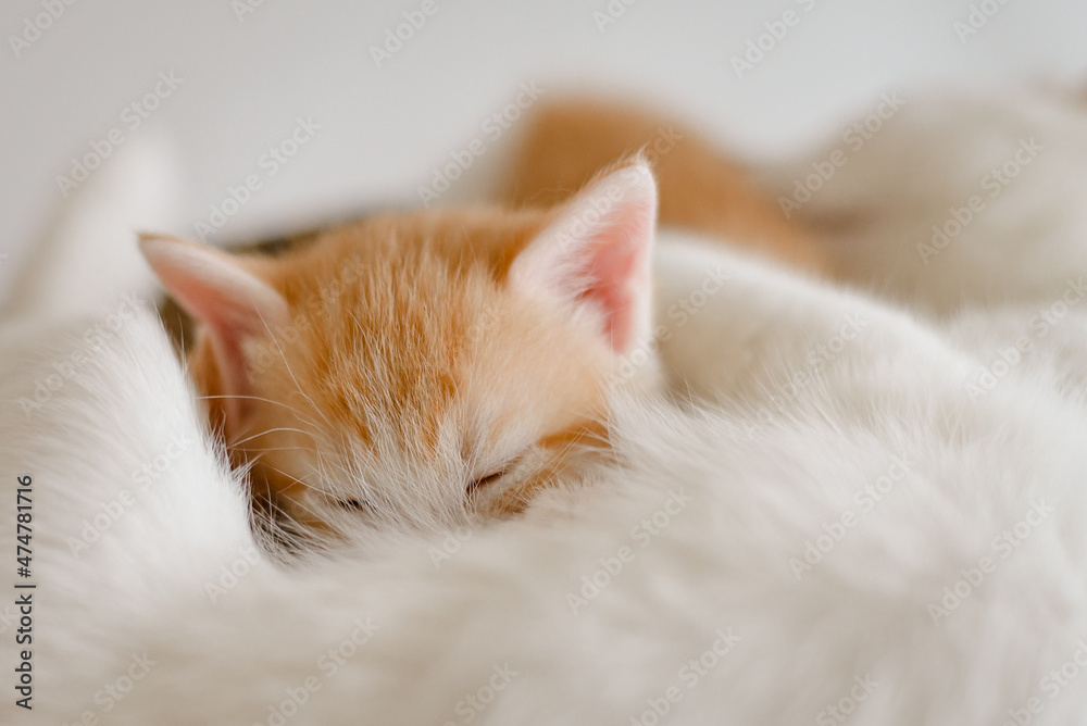 petit chat roux en train de téter sa mère les yeux fermés Stock 写真 ...