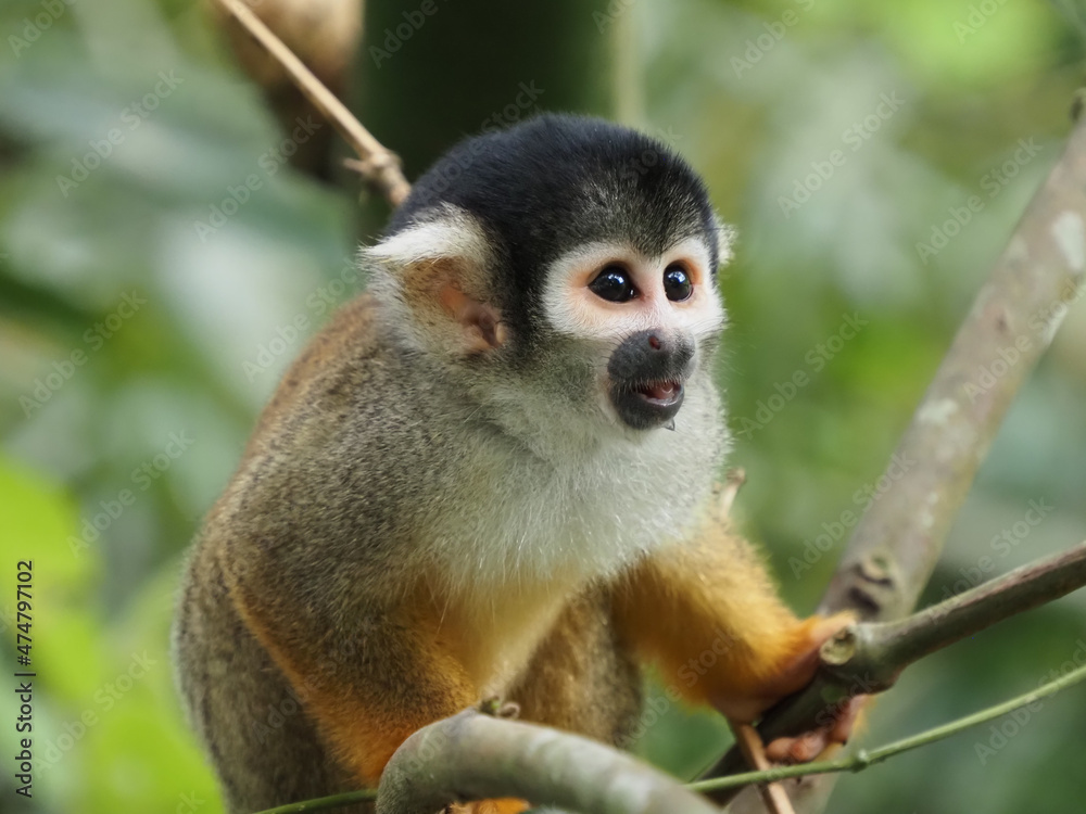 Squirrel monkey (Genus Saimiri) close-up in the Amazon jungle, Peru ...