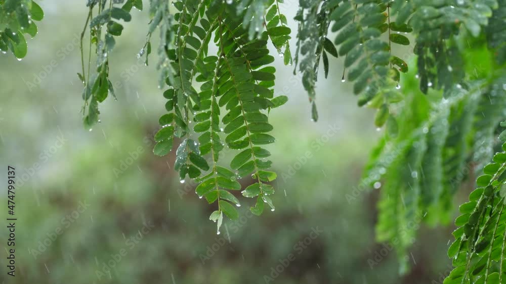 raining shower in the dense forest, close-up of rainfall in jungle, water droplets fixed on ...
