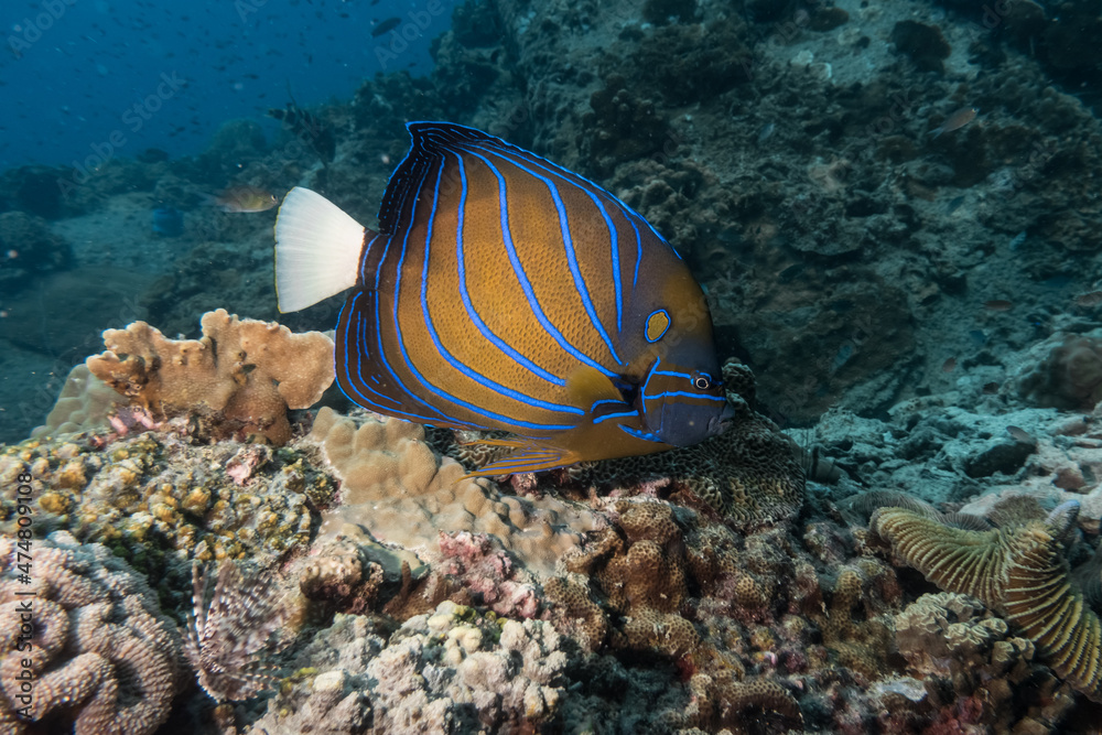 angel fish in natural aquarium reef coral in great barrier reef Stock ...