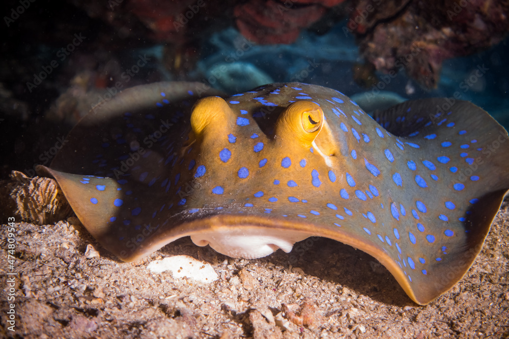 Blue spotted stingray looking forward under a cave during scuba diving ...