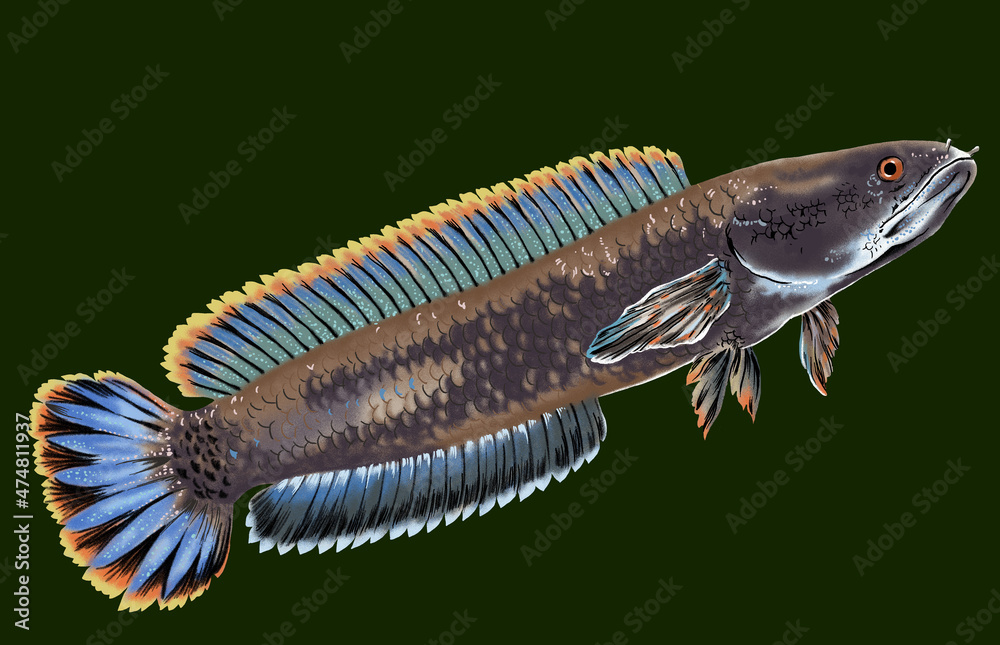 Channa gachua,dwarf snakehead,predator fish,freshwater,snakehead of ...
