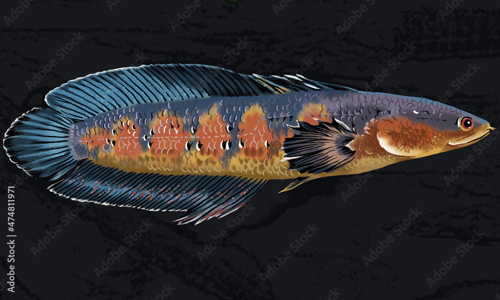 Channa marulioides,red sentarum,emperor snakehead,predator,channidae ...