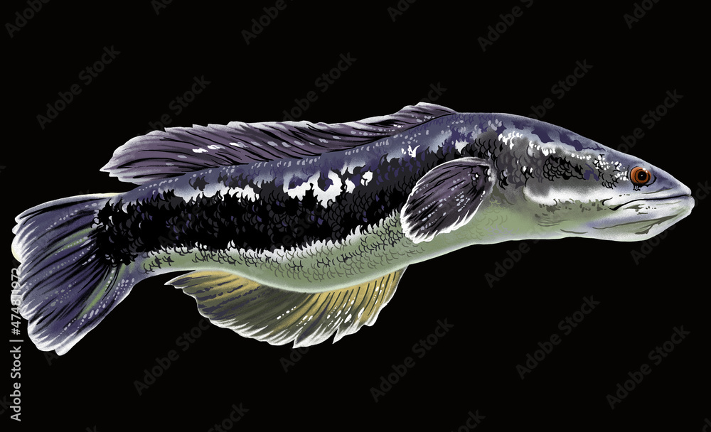 Channa micropeltes,toman fish,giant snakehead,predator fish Stock ...