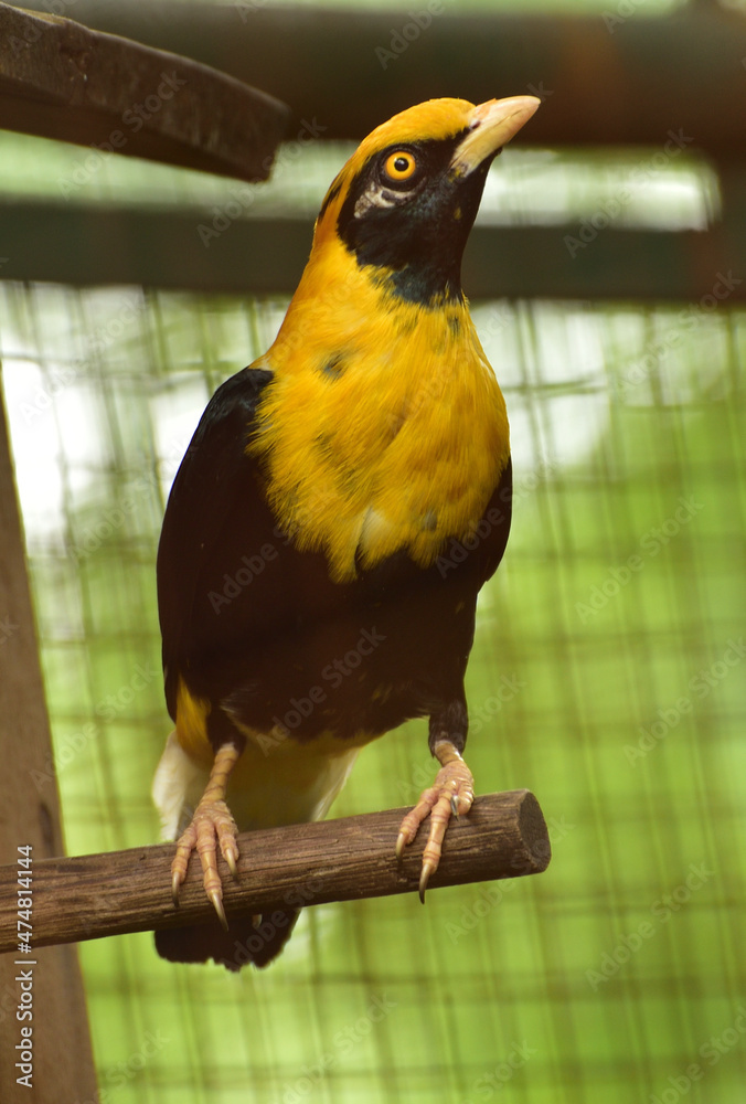 Mino anais, The golden myna is a species of starling in the family ...
