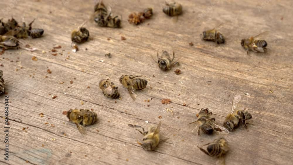 A lot of dead worker honey bees close up. The death of honey bees and ...