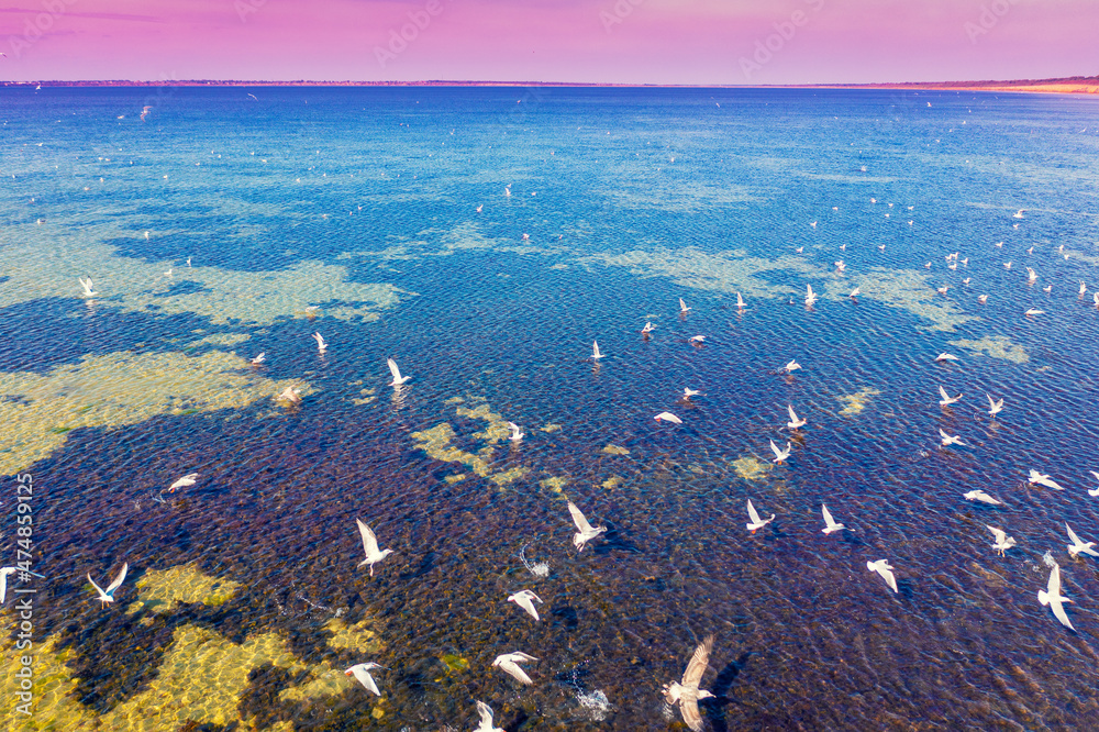 Top view of the estuary. Seagulls fly over the estuary. Land texture ...
