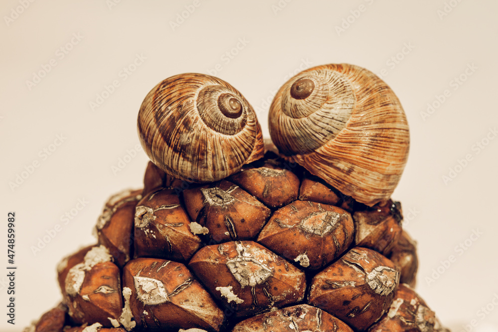 Selective focus of two snail shells on a cone, on an isolated white ...